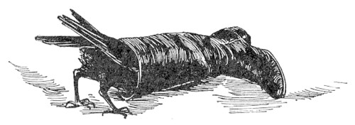 Jimmy Crow, by Edith Francis Foster.